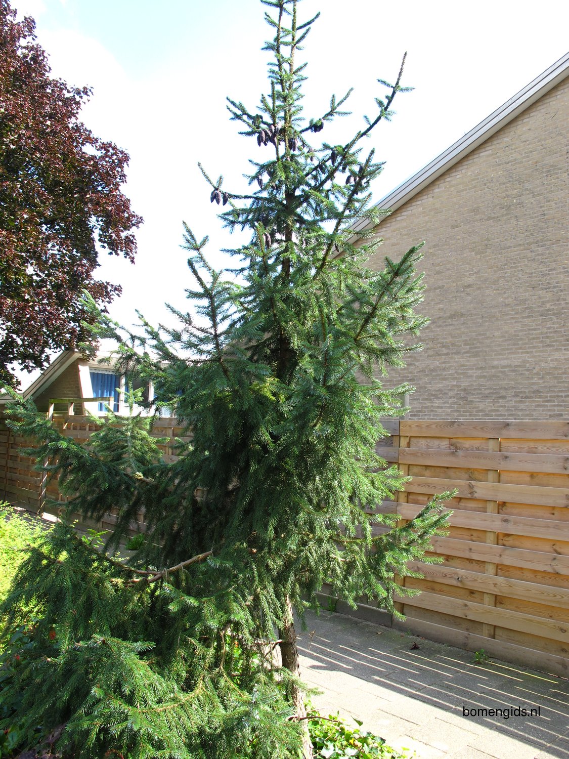 Herken de boomsoort NL: Servische spar; Latin: Picea omorika; UK ...