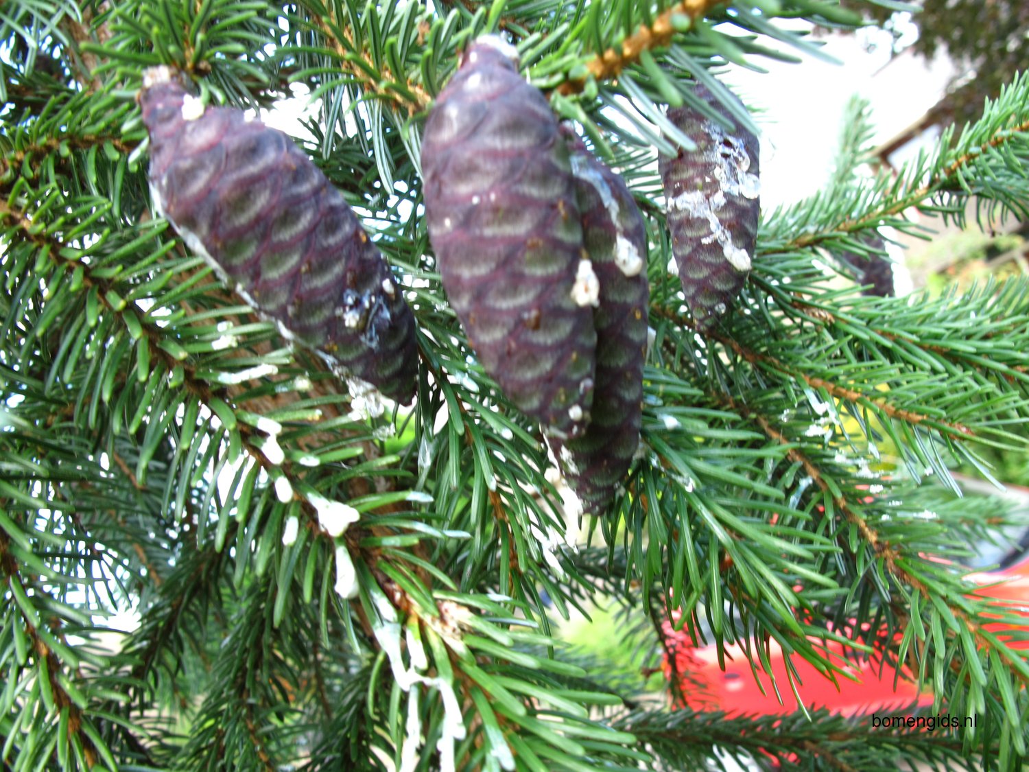 Herken de boomsoort NL: Servische spar; Latin: Picea omorika; UK ...
