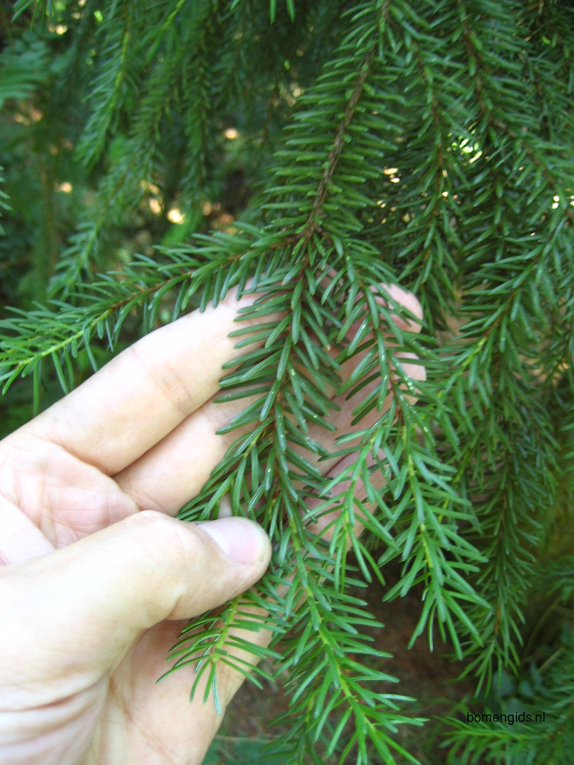 Herken de boomsoort NL: Servische spar; Latin: Picea omorika; UK ...