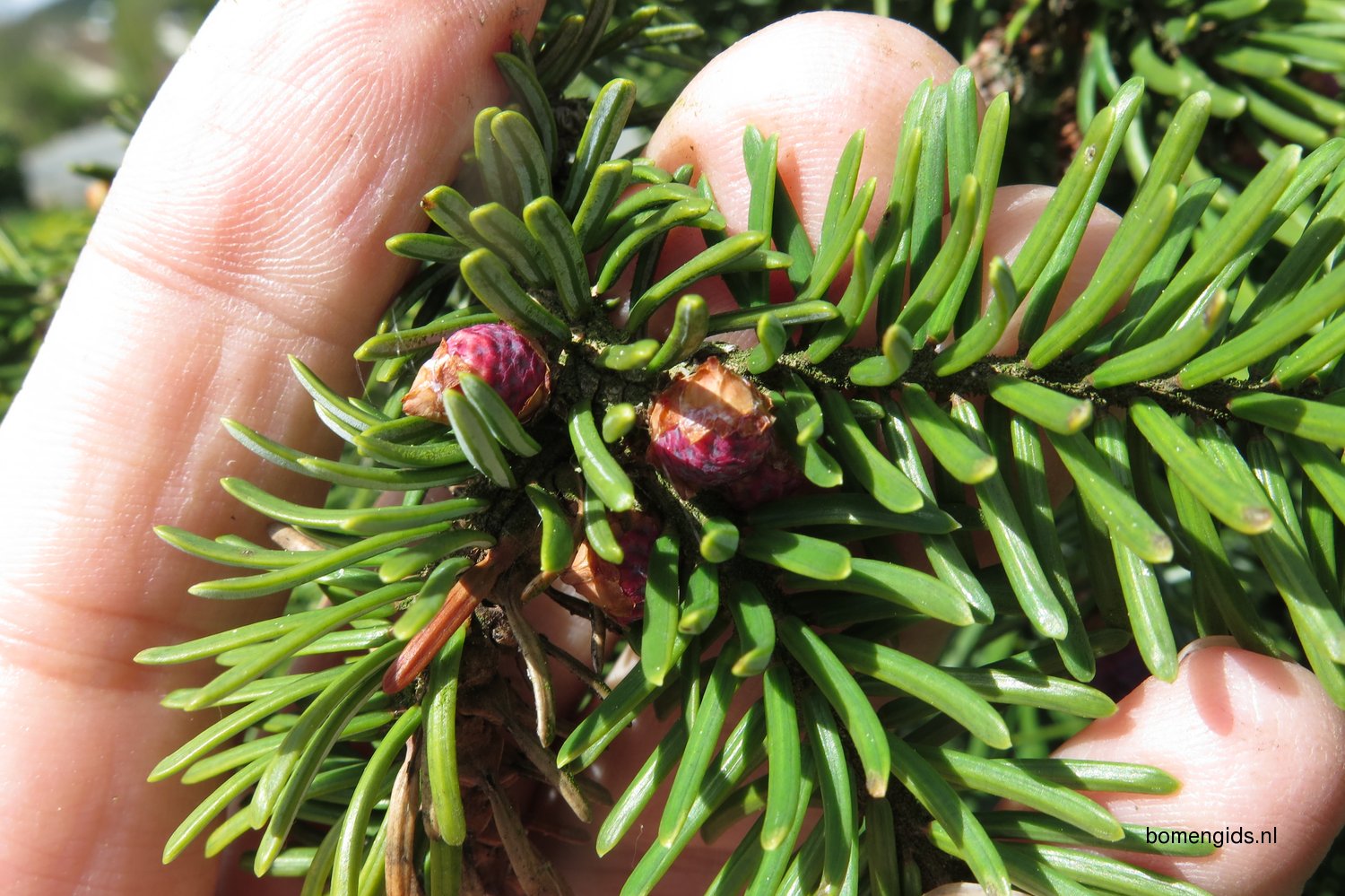 Herken de boomsoort NL: Servische spar; Latin: Picea omorika; UK ...