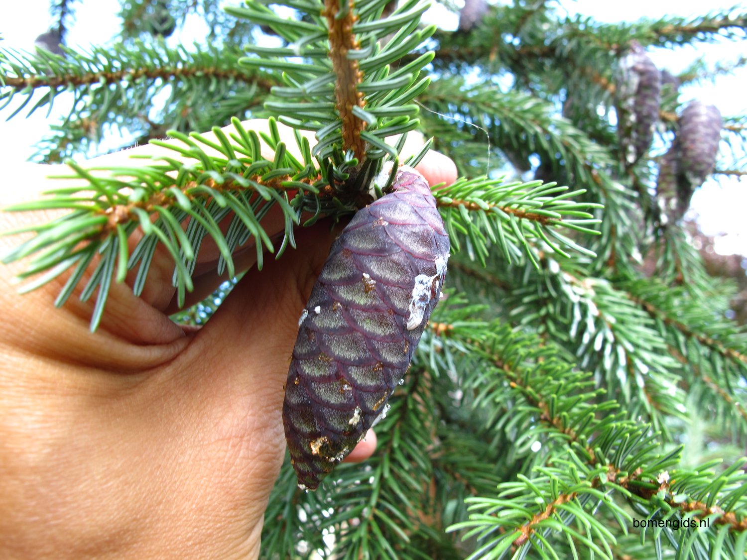 Herken de boomsoort NL: Servische spar; Latin: Picea omorika; UK ...