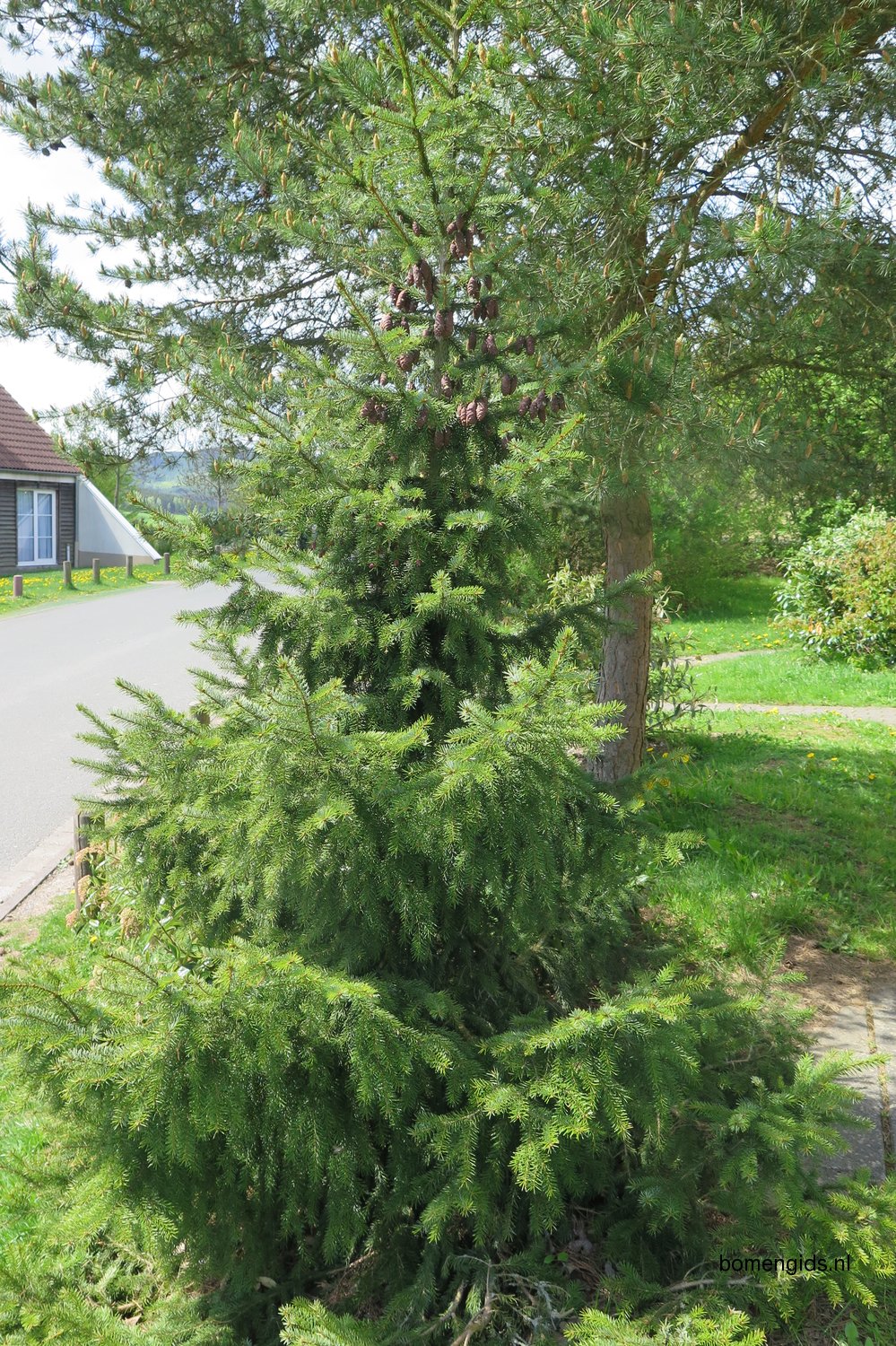 Herken de boomsoort NL: Servische spar; Latin: Picea omorika; UK ...