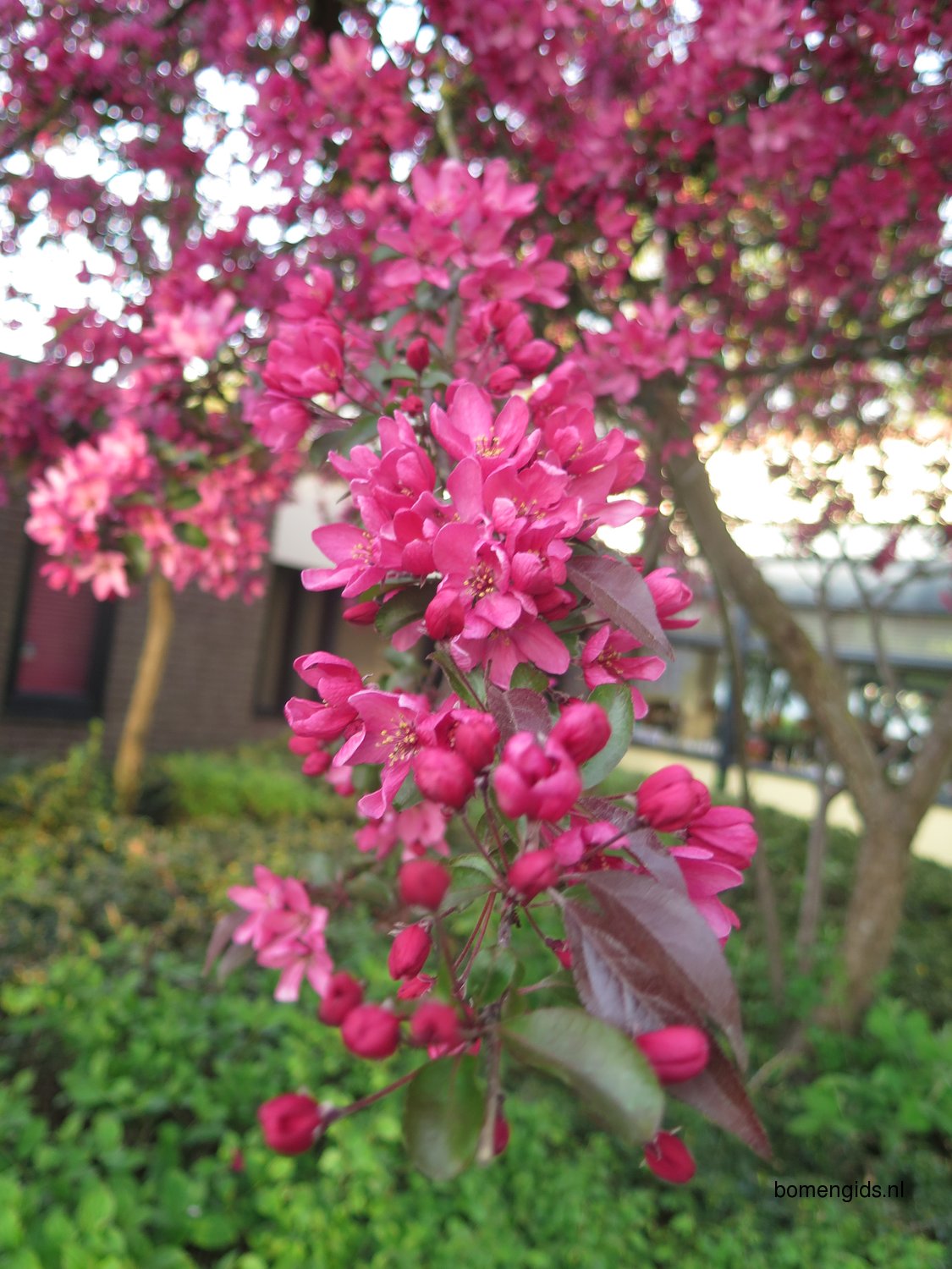 Herken de boomsoort NL: Sierappel; Latin: Malus baccata; UK: Crab apple ...
