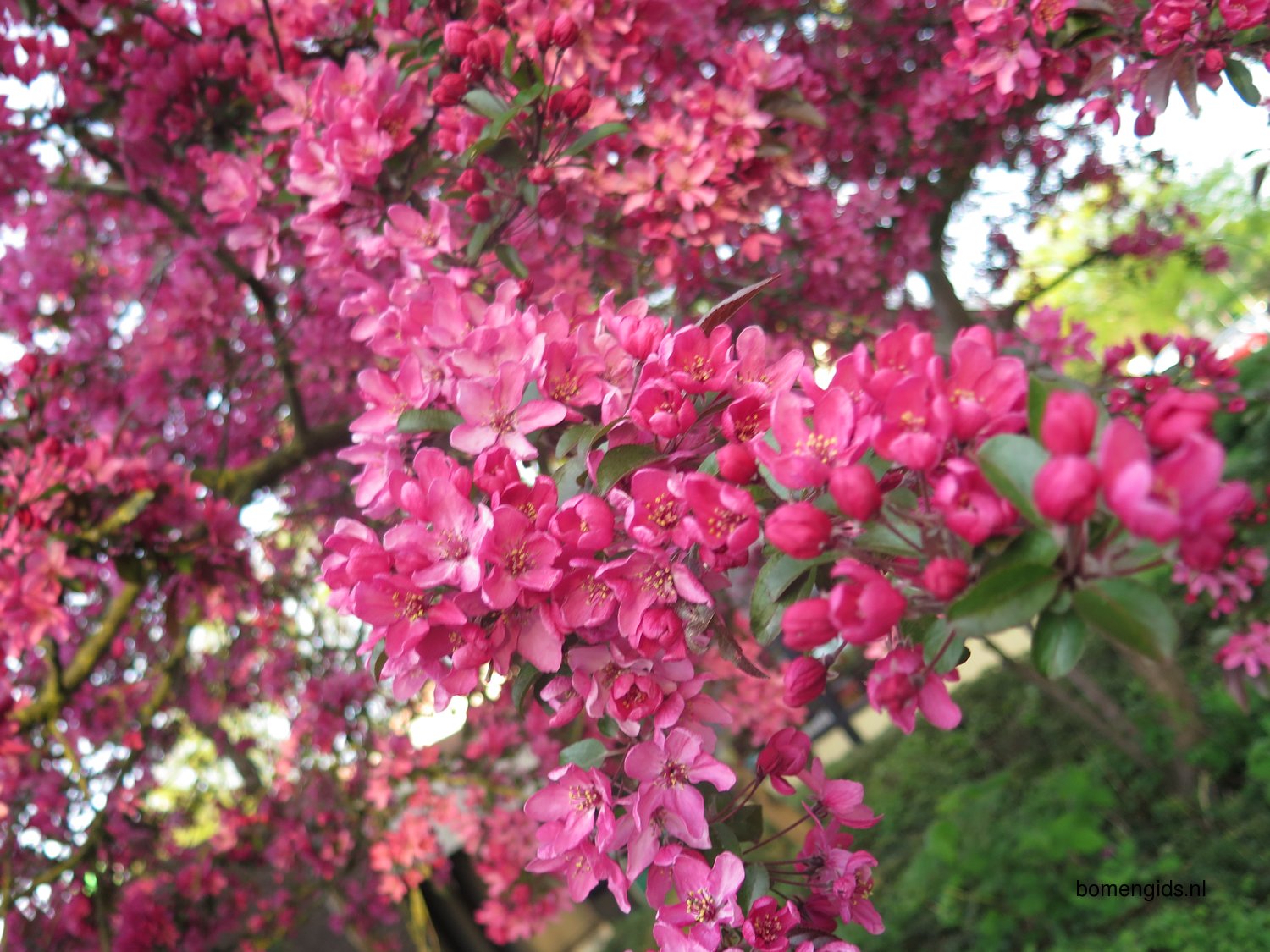 Herken de boomsoort NL: Sierappel; Latin: Malus baccata; UK: Crab apple ...