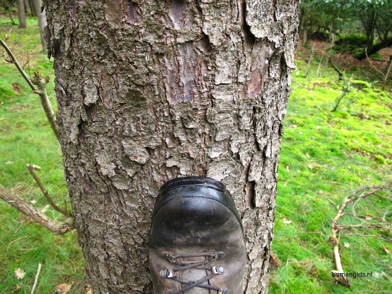 Herken de boomsoort NL: Sitkaspar; Latin: Picea sitchensis; UK: Sitka ...