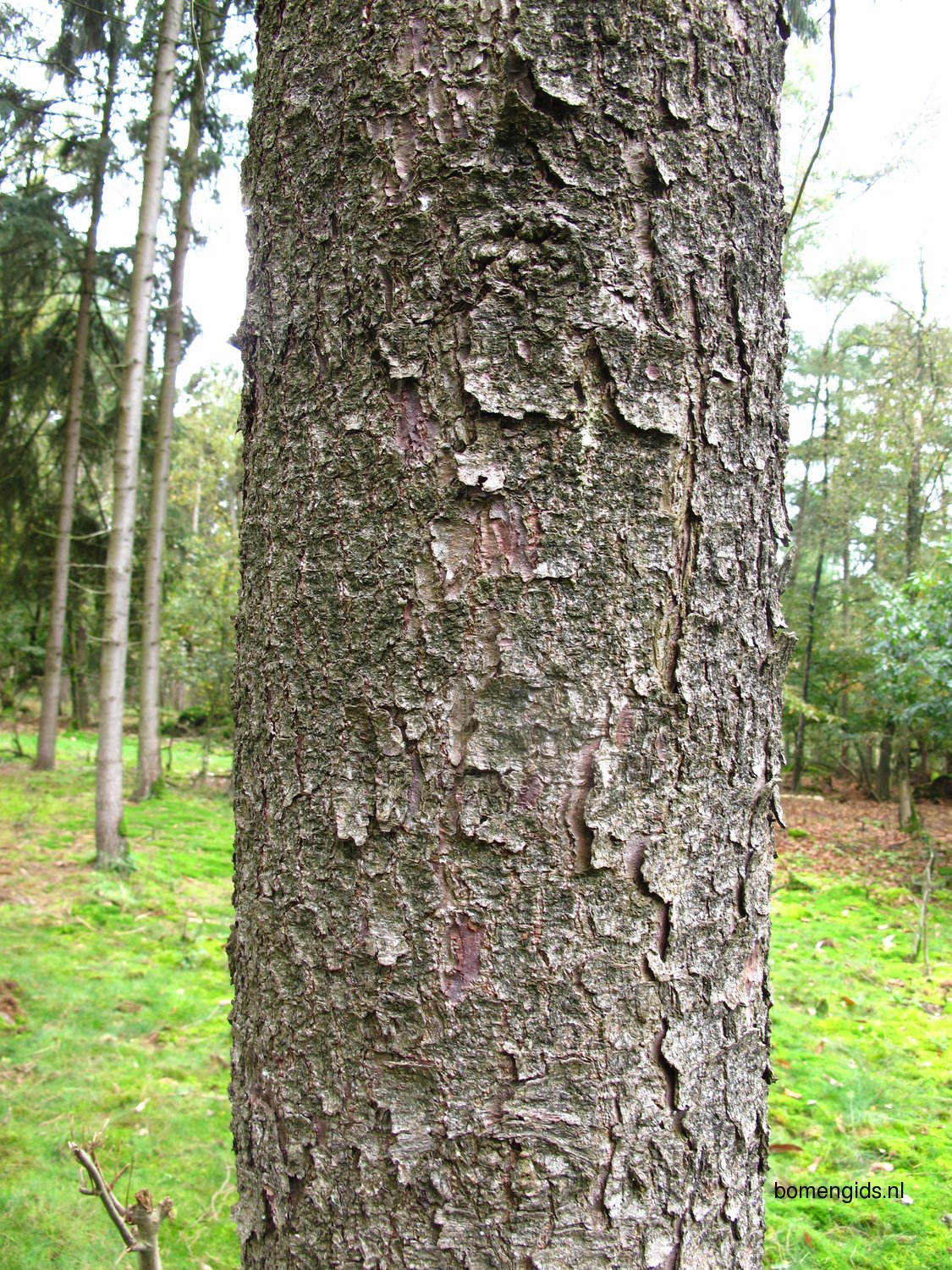 Herken de boomsoort NL: Sitkaspar; Latin: Picea sitchensis; UK: Sitka ...