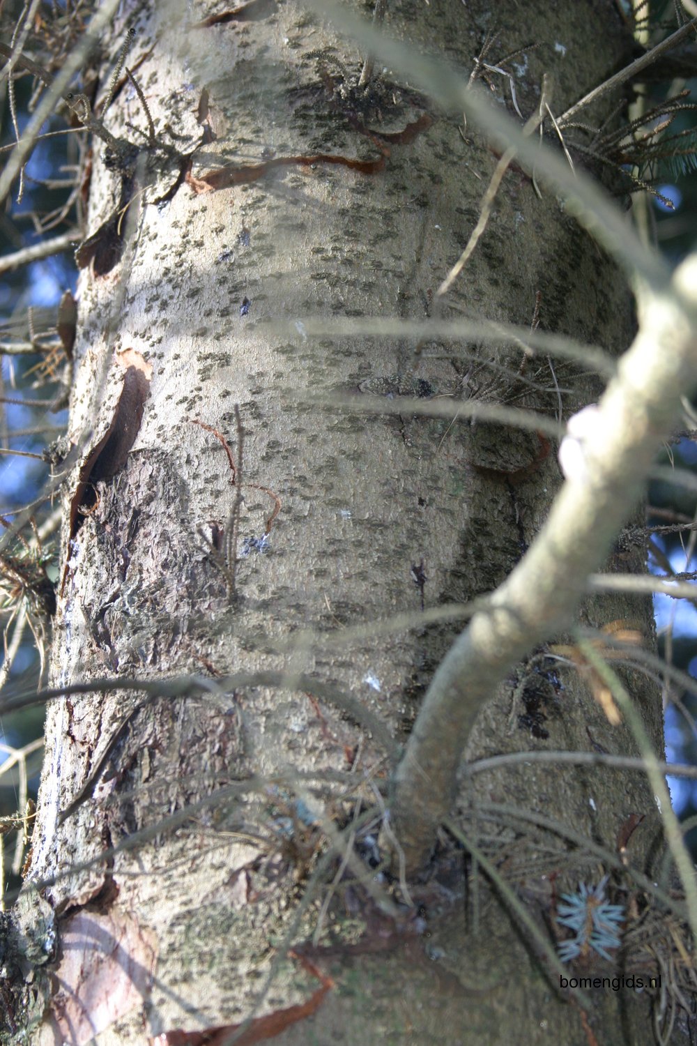 Herken de boomsoort NL: Sitkaspar; Latin: Picea sitchensis; UK: Sitka ...