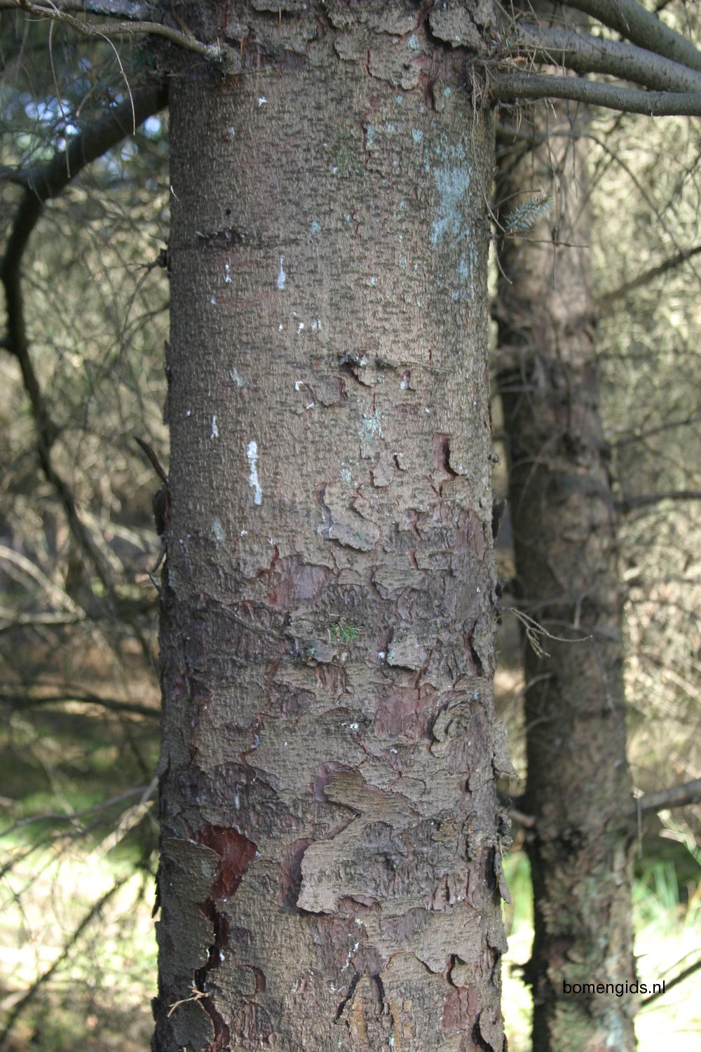 Herken de boomsoort NL: Sitkaspar; Latin: Picea sitchensis; UK: Sitka ...