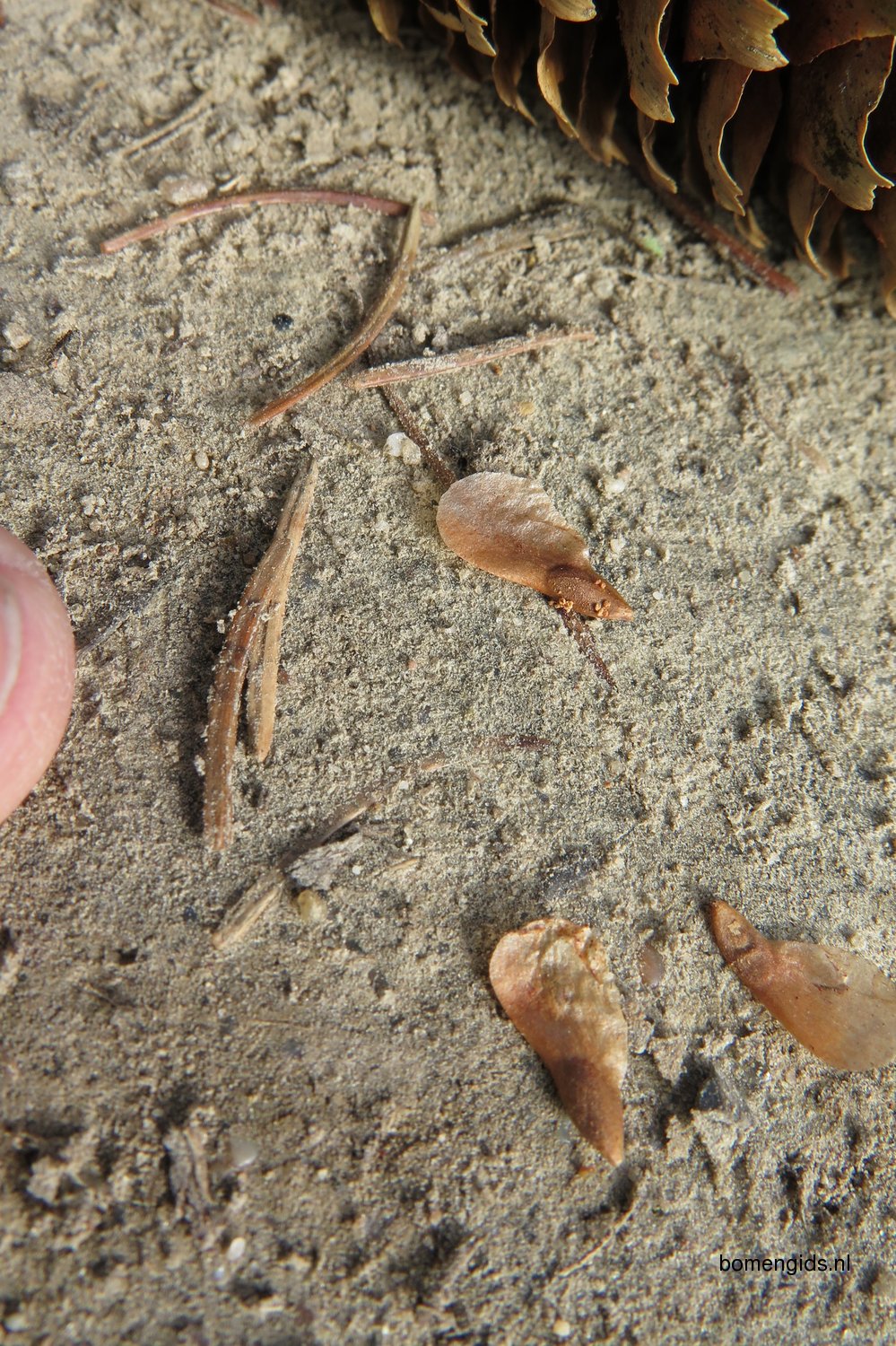 Herken de boomsoort NL: Sitkaspar; Latin: Picea sitchensis; UK: Sitka ...