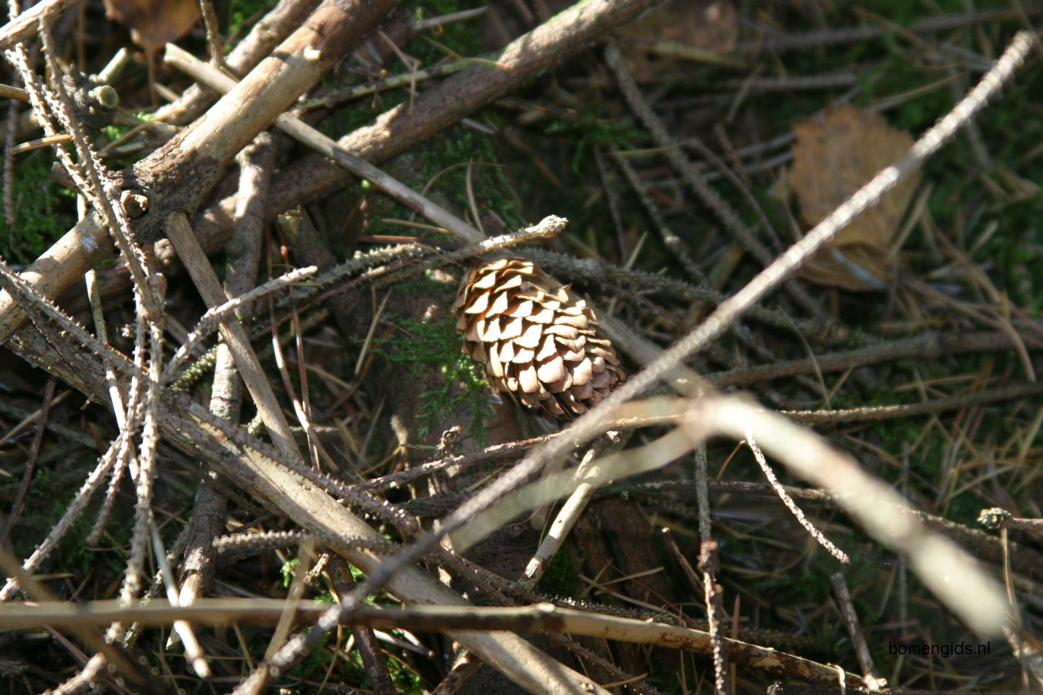 Herken de boomsoort NL: Sitkaspar; Latin: Picea sitchensis; UK: Sitka ...