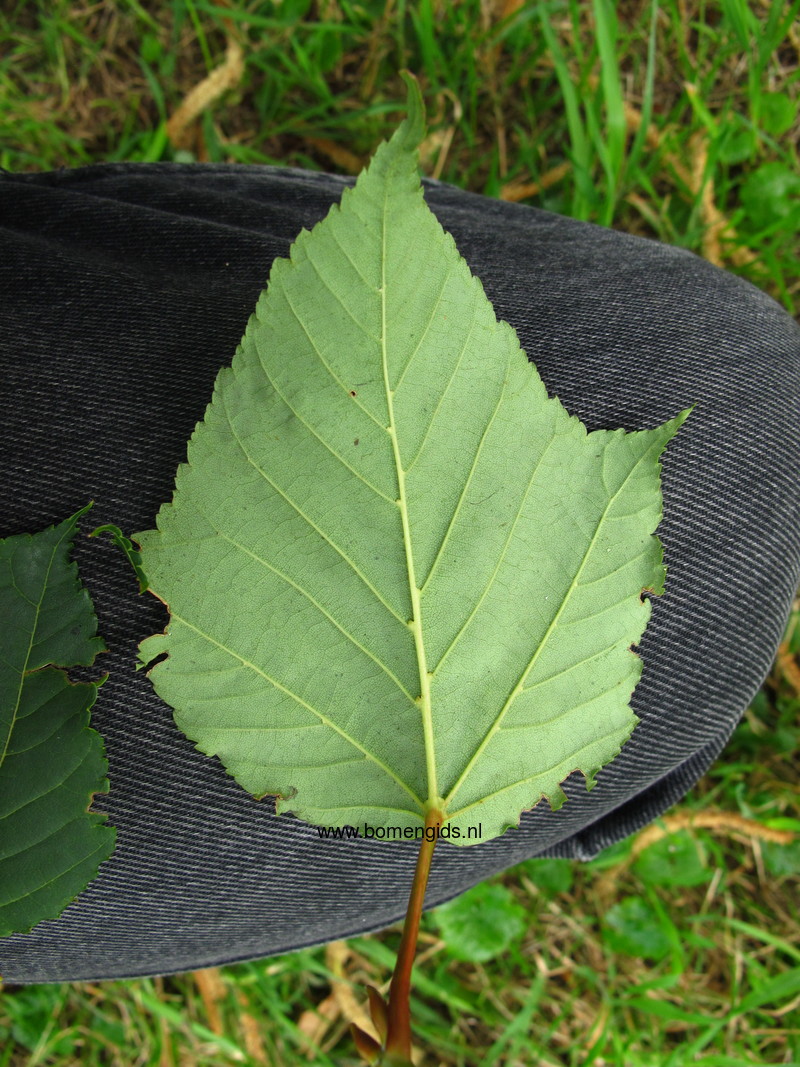 Herken de boomsoort NL: Slangenhuidesdoorn; Latin: Acer capillipes; UK ...