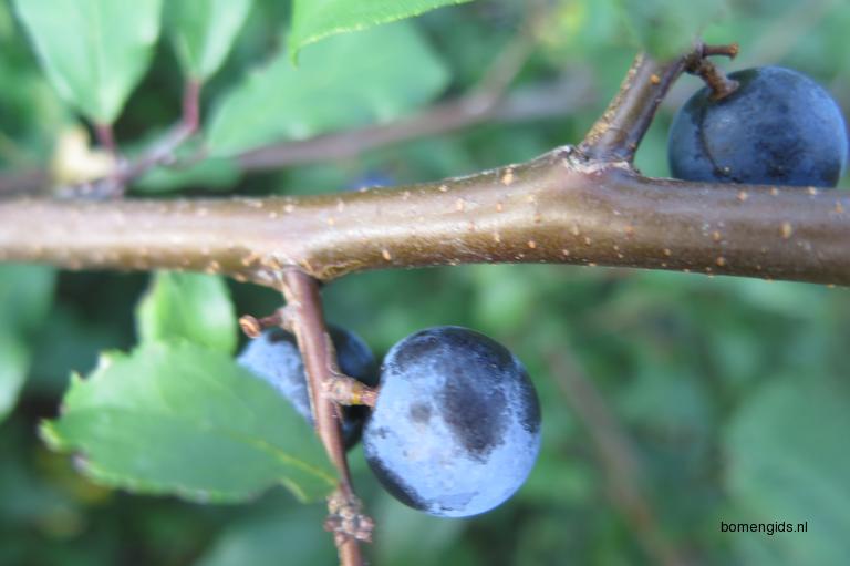Herken de boomsoort NL: Afstreepmethode of zomer-checklist Check 10 ...