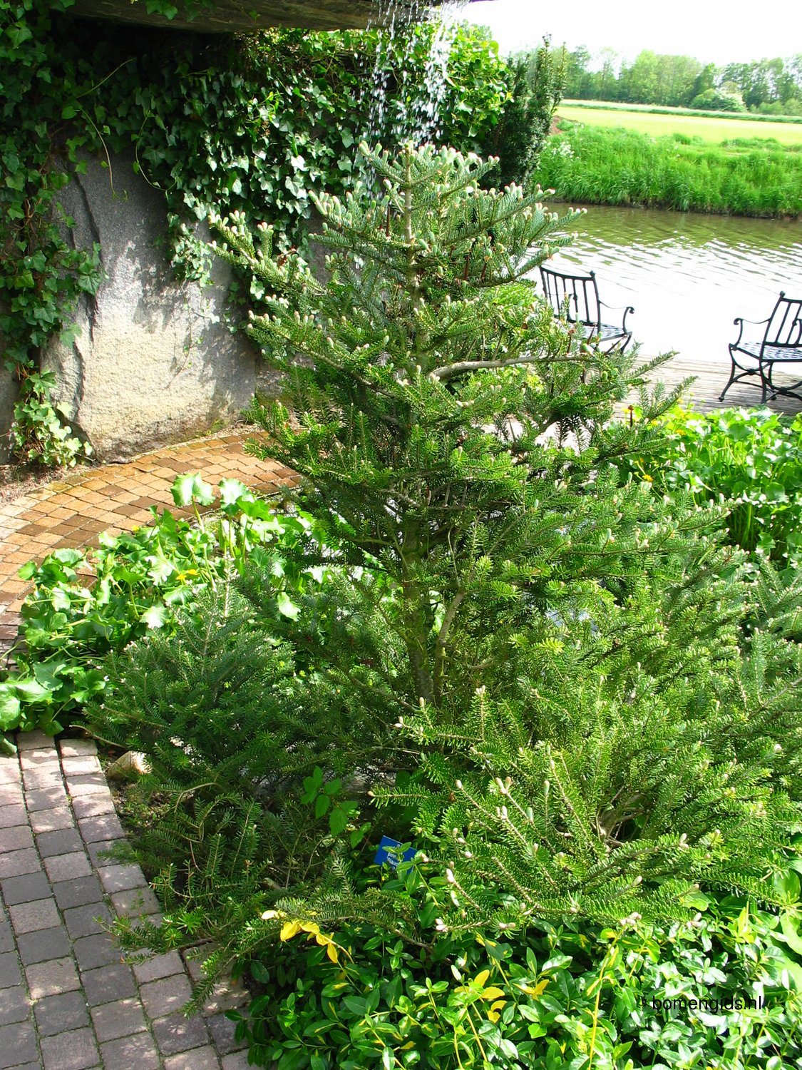 Herken de boomsoort NL: Spaanse zilverspar; Latin: Abies pinsapo; UK ...