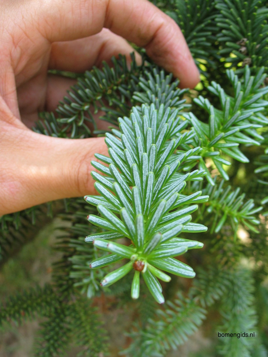 Herken de boomsoort NL: Spaanse zilverspar; Latin: Abies pinsapo; UK ...
