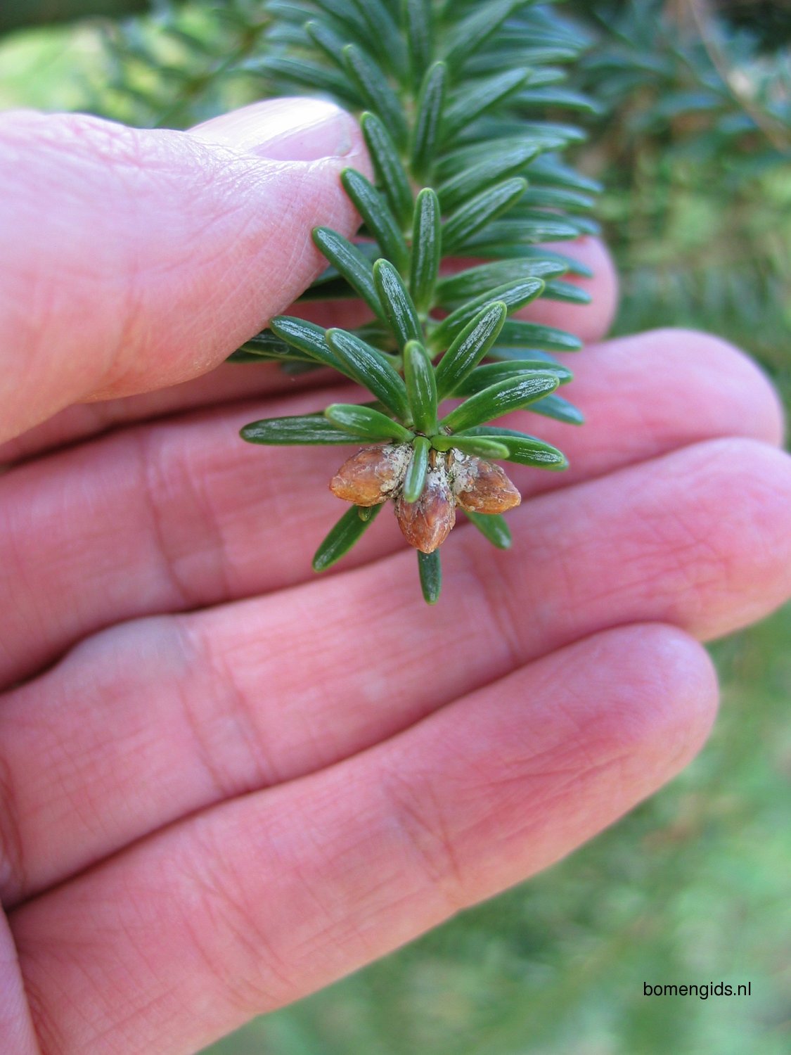 Herken de boomsoort NL: Spaanse zilverspar; Latin: Abies pinsapo; UK ...