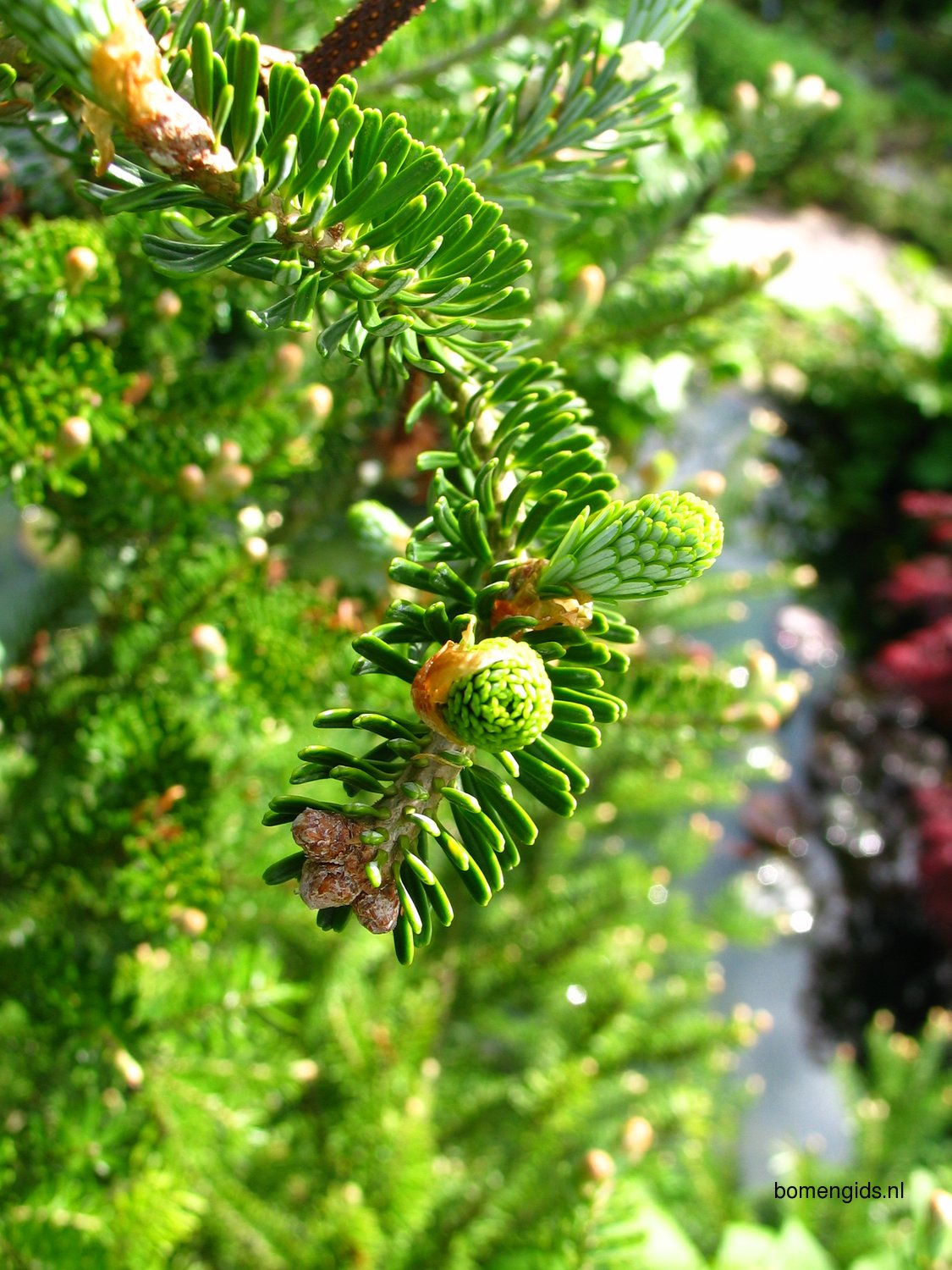 Herken de boomsoort NL: Spaanse zilverspar; Latin: Abies pinsapo; UK ...