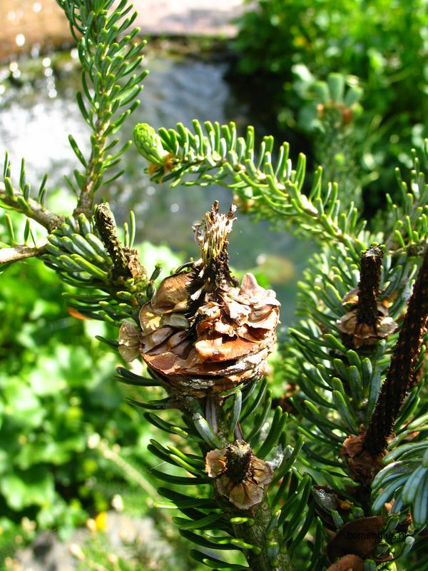 Herken de boomsoort NL: Spaanse zilverspar; Latin: Abies pinsapo; UK ...