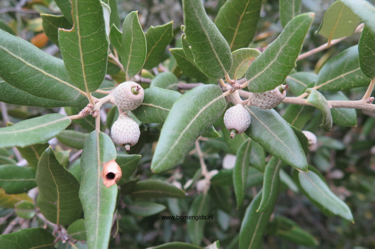 Herken de boomsoort NL: Steeneik; Latin: Quercus ilex; UK: Holm oak; GE ...
