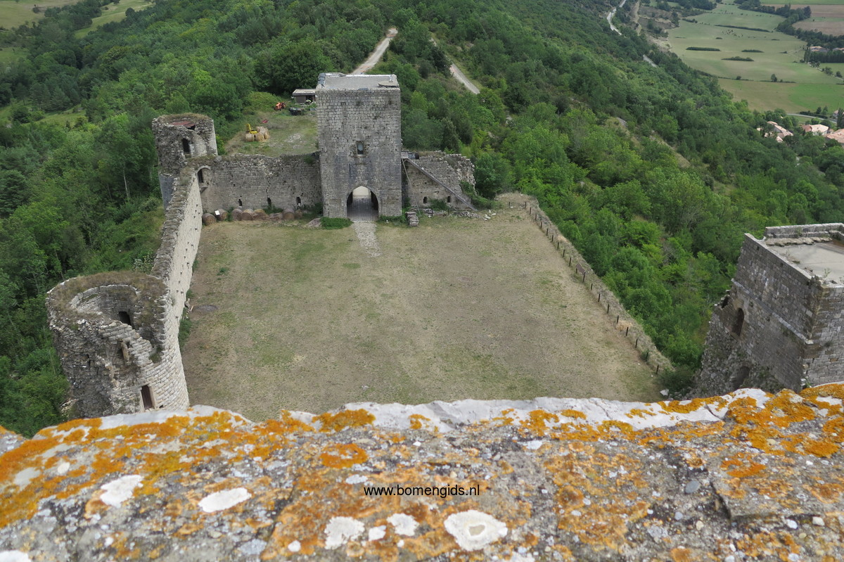 Herken de boomsoort NL: Steeneik; Latin: Quercus ilex; UK: Holm oak; GE ...