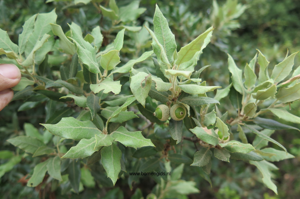 Herken de boomsoort NL: Steeneik; Latin: Quercus ilex; UK: Holm oak; GE ...