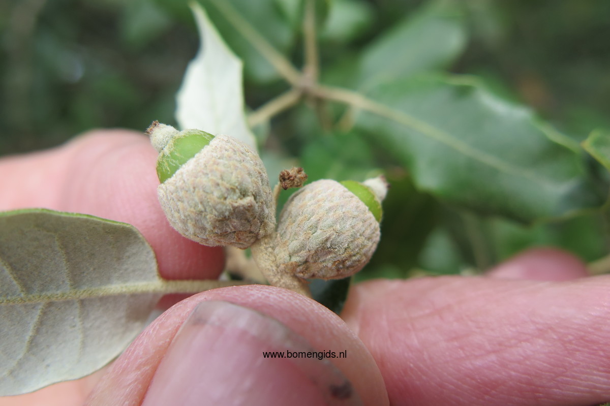 Herken de boomsoort NL: Steeneik; Latin: Quercus ilex; UK: Holm oak; GE ...
