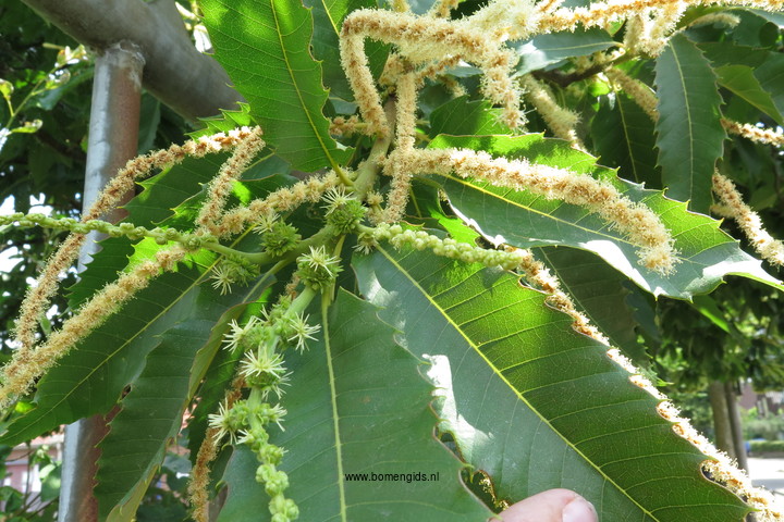 Herken de boomsoort NL: Tamme kastanje; Latin: Castanea sativa; UK ...