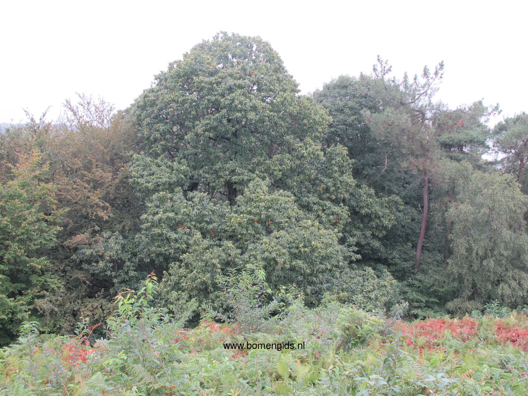 Herken de boomsoort NL: Tamme kastanje; Latin: Castanea sativa; UK ...
