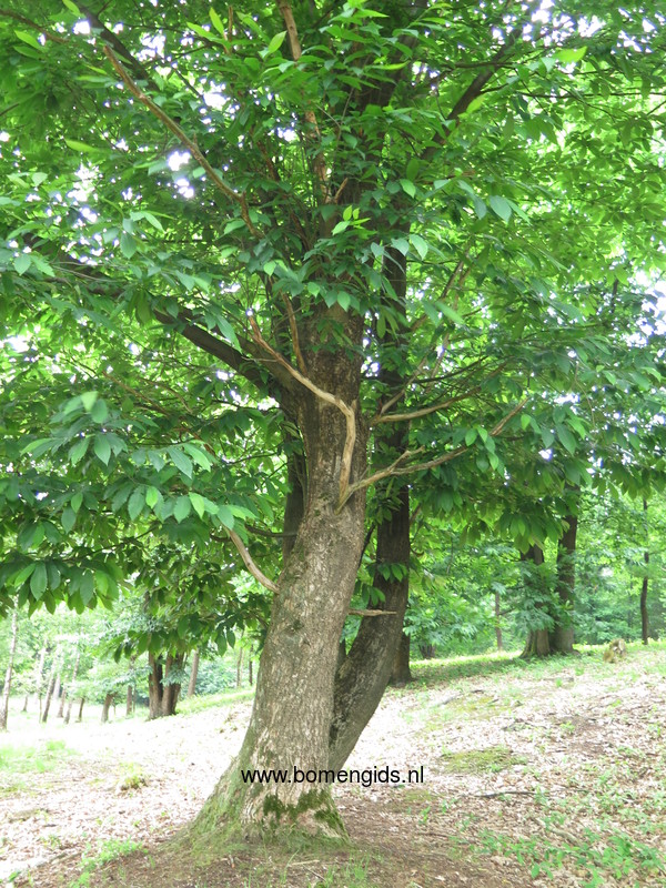 Herken de boomsoort NL: Tamme kastanje; Latin: Castanea sativa; UK ...