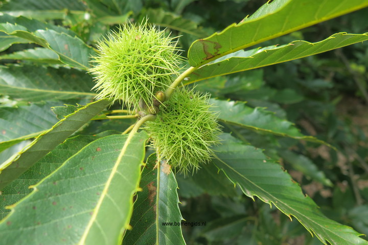 Herken de boomsoort NL: Tamme kastanje; Latin: Castanea sativa; UK ...