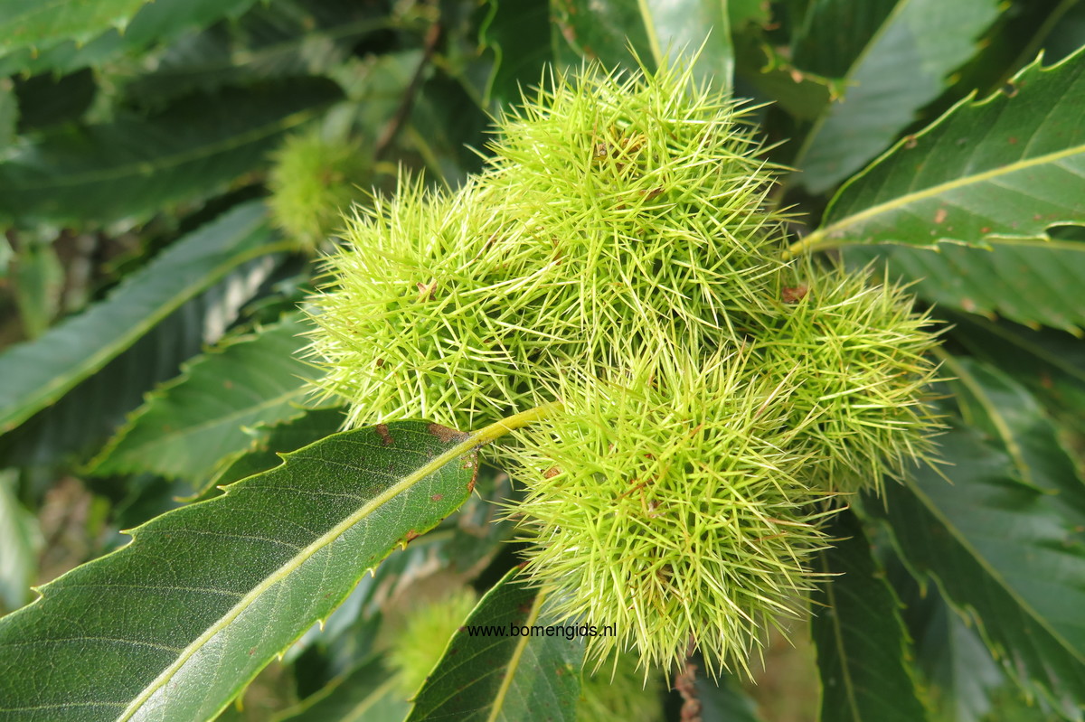 Herken de boomsoort NL: Tamme kastanje; Latin: Castanea sativa; UK ...