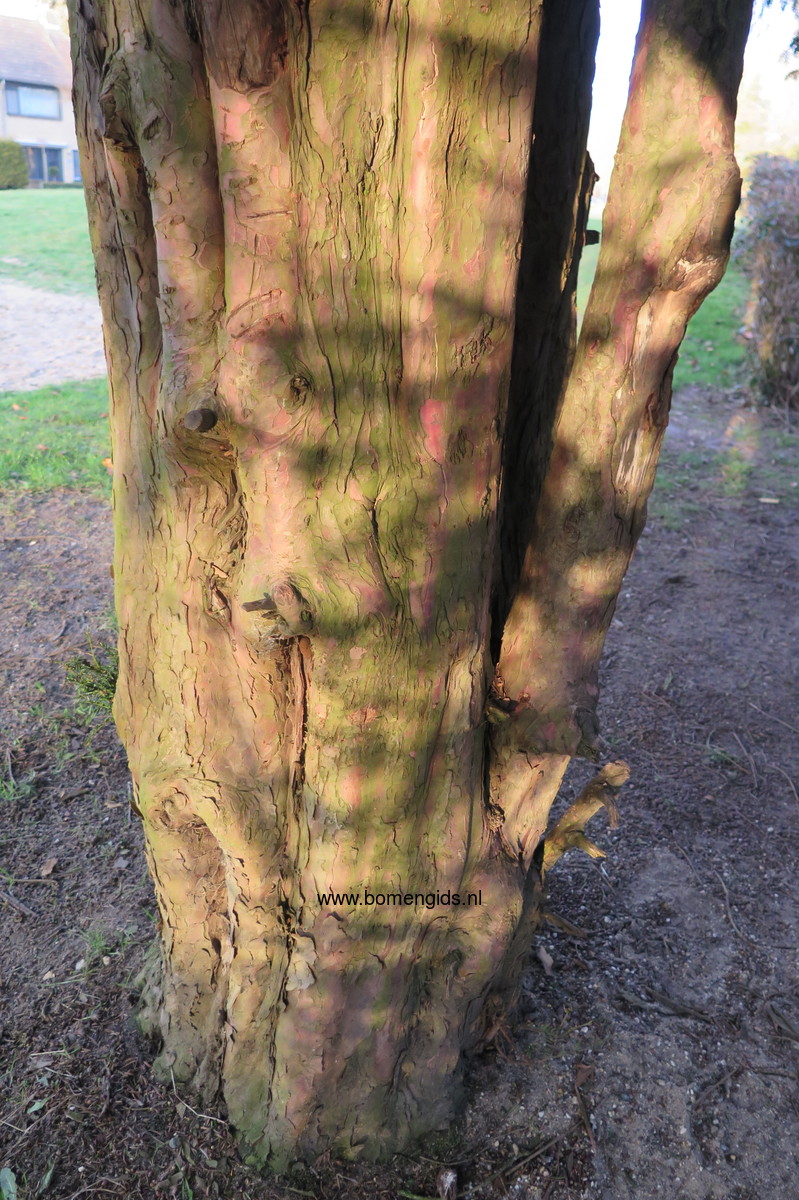 Herken de boomsoort NL: Taxus; Latin: Taxus baccata; UK: English yew ...