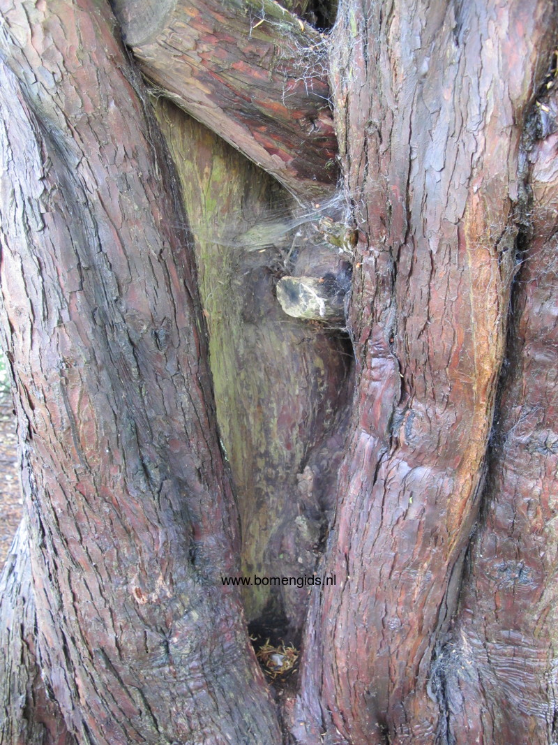 Herken de boomsoort NL: Taxus; Latin: Taxus baccata; UK: English yew ...