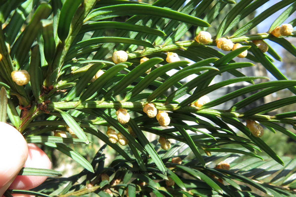 Herken de boomsoort NL: Taxus; Latin: Taxus baccata; UK: English yew ...