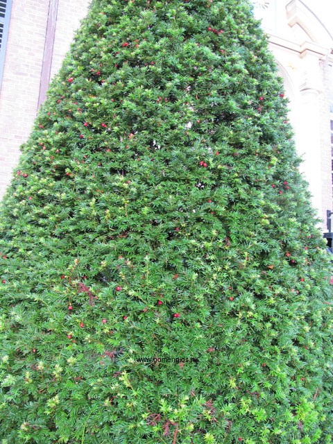 Herken de boomsoort NL: Taxus; Latin: Taxus baccata; UK: English yew ...