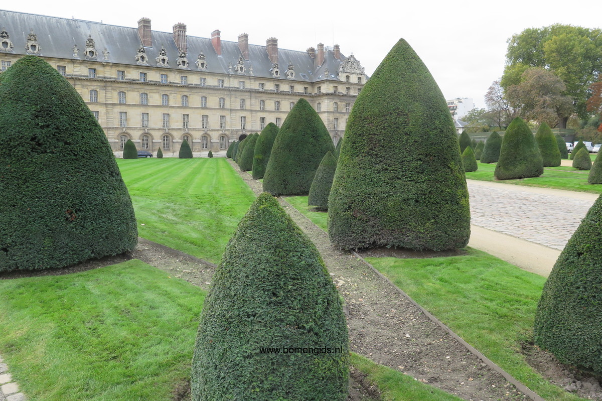Herken de boomsoort NL: Taxus; Latin: Taxus baccata; UK: English yew ...