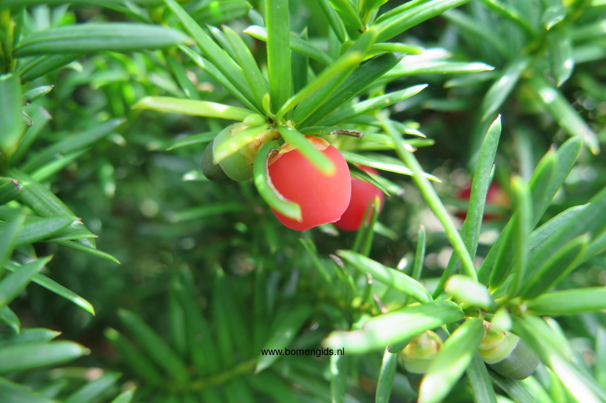 Herken de boomsoort NL: Taxus; Latin: Taxus baccata; UK: English yew ...