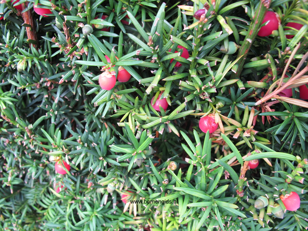 Herken de boomsoort NL: Taxus; Latin: Taxus baccata; UK: English yew ...