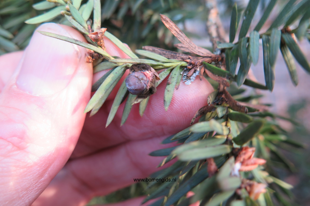 Herken de boomsoort NL: Taxus; Latin: Taxus baccata; UK: English yew ...