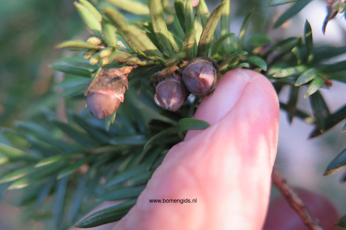 Herken de boomsoort NL: Taxus; Latin: Taxus baccata; UK: English yew ...