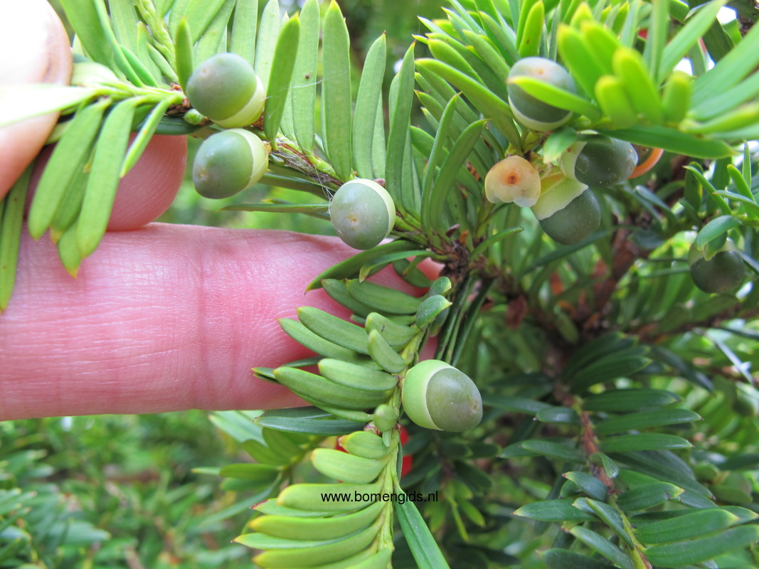 Herken de boomsoort NL: Taxus; Latin: Taxus baccata; UK: English yew ...
