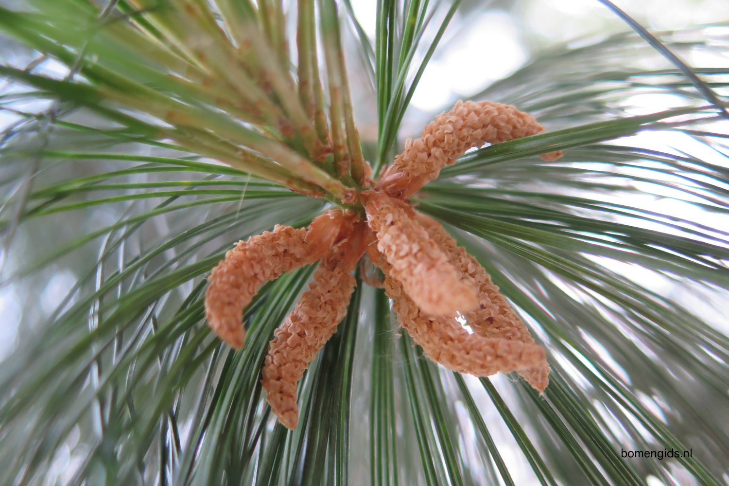 Herken de boomsoort NL: Tranenden; Latin: Pinus wallichiana; UK ...