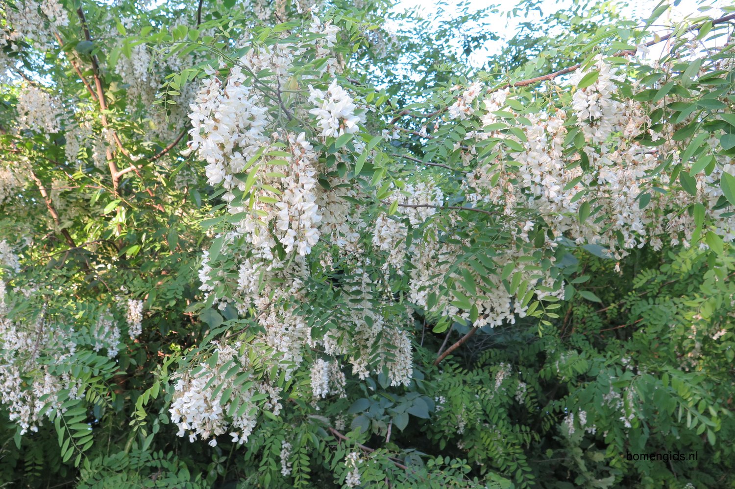 Herken de boomsoort NL: Valse acacia--Witte acacia; Latin: Robinia ...