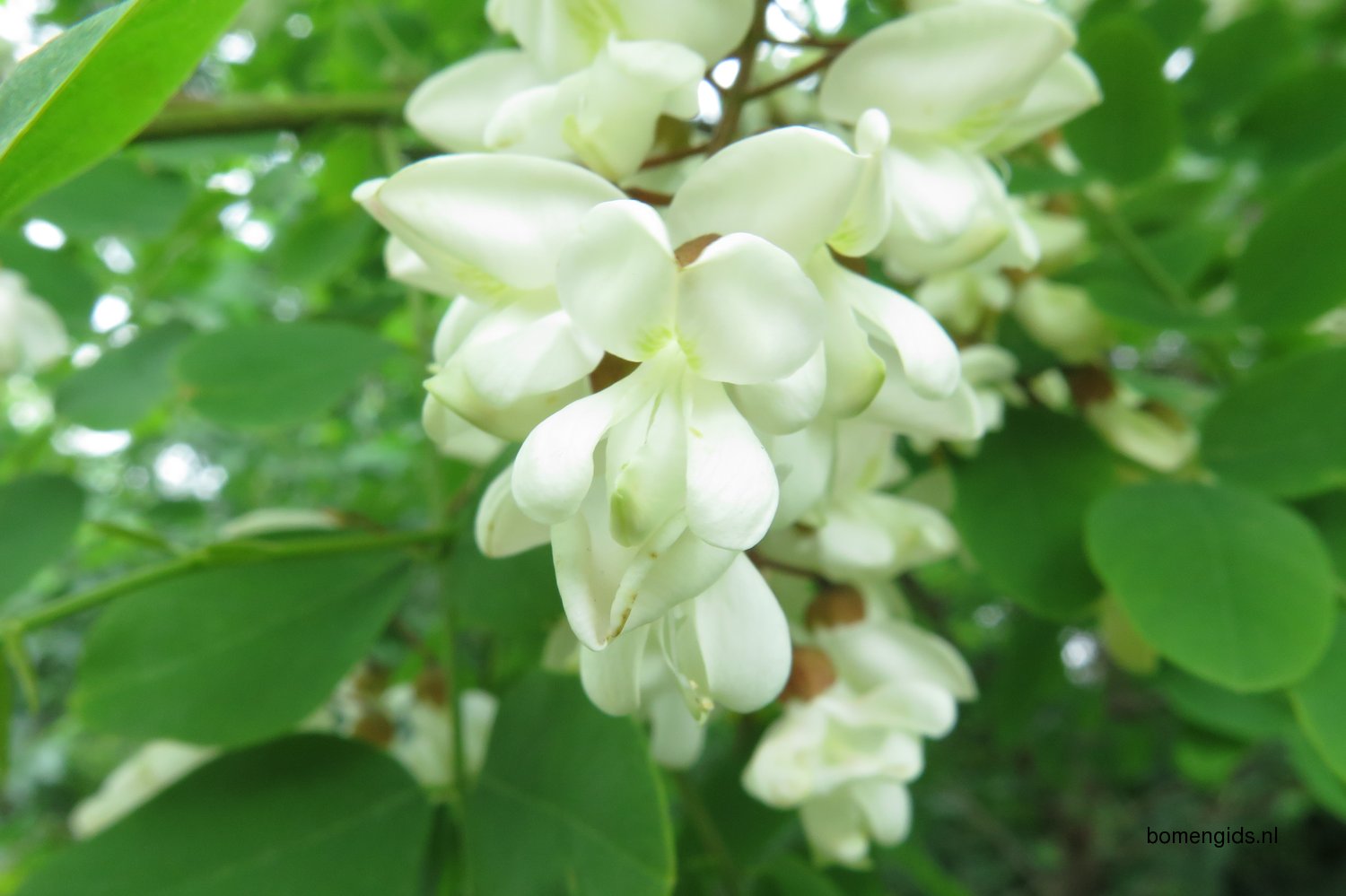 Herken de boomsoort NL: Valse acacia--Witte acacia; Latin: Robinia ...