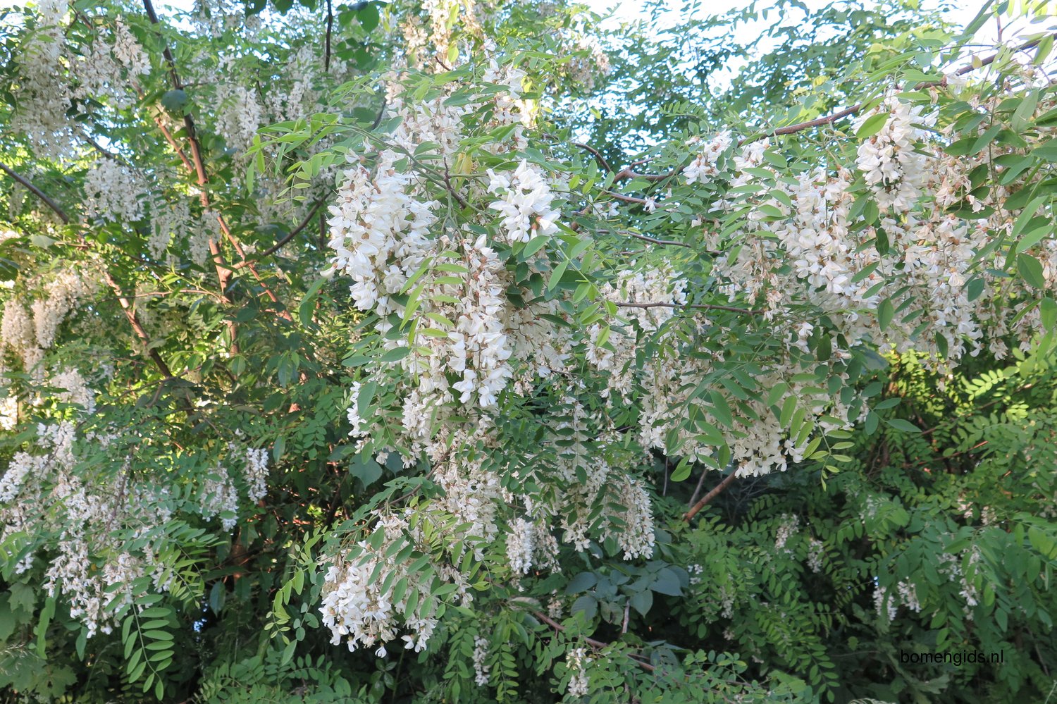 Herken de boomsoort NL: Valse acacia--Witte acacia; Latin: Robinia ...