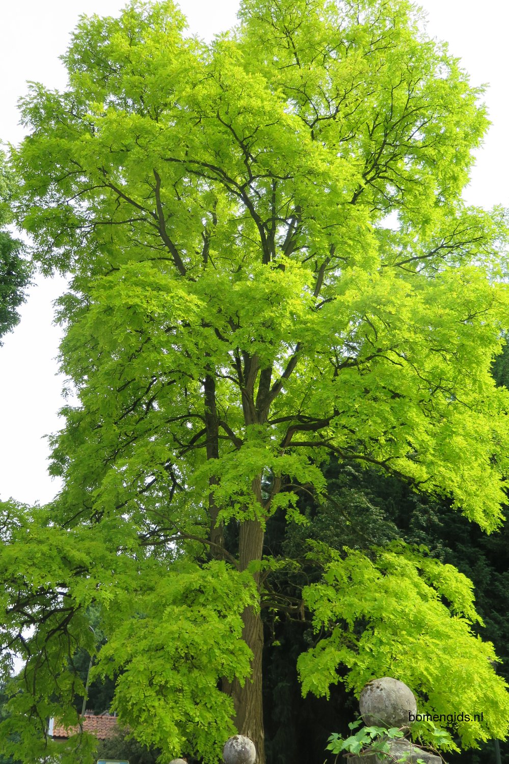 Herken de boomsoort NL: Valse acacia--Witte acacia; Latin: Robinia ...