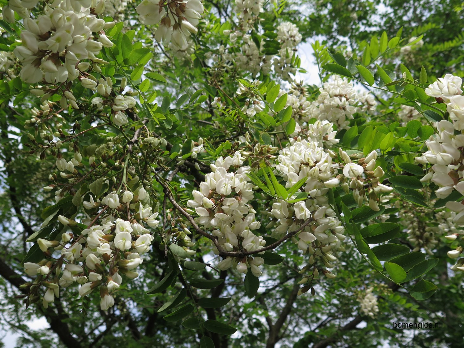 Herken de boomsoort NL: Valse acacia--Witte acacia; Latin: Robinia ...