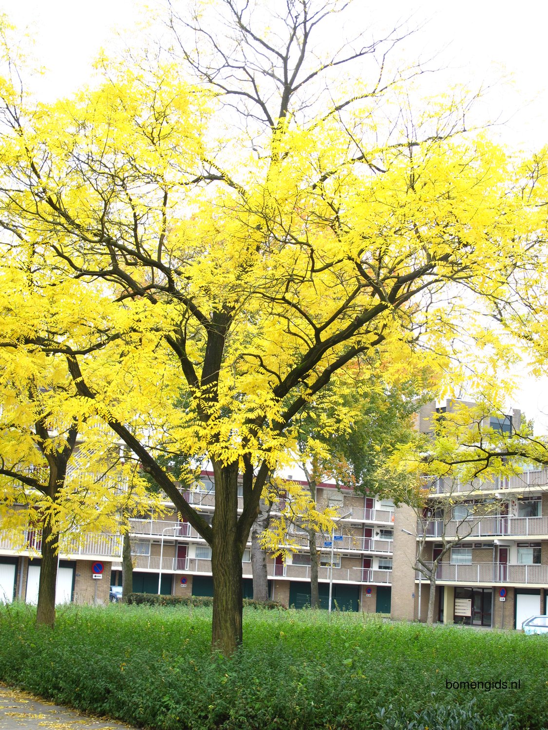 Herken de boomsoort NL: Valse christusdoorn; Latin: Gleditsia ...