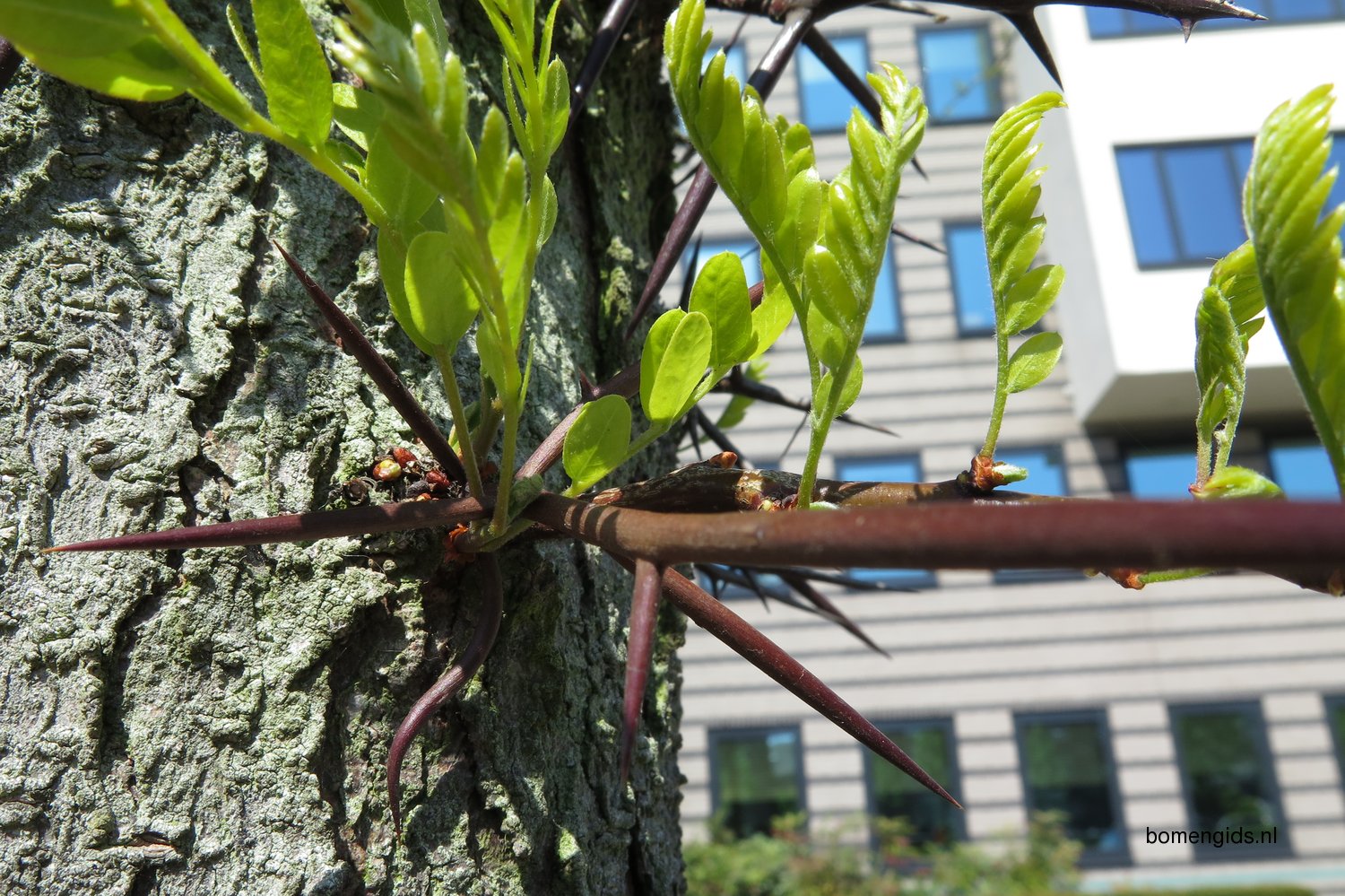 Boomsoorten die horen bij leguminosafamilie