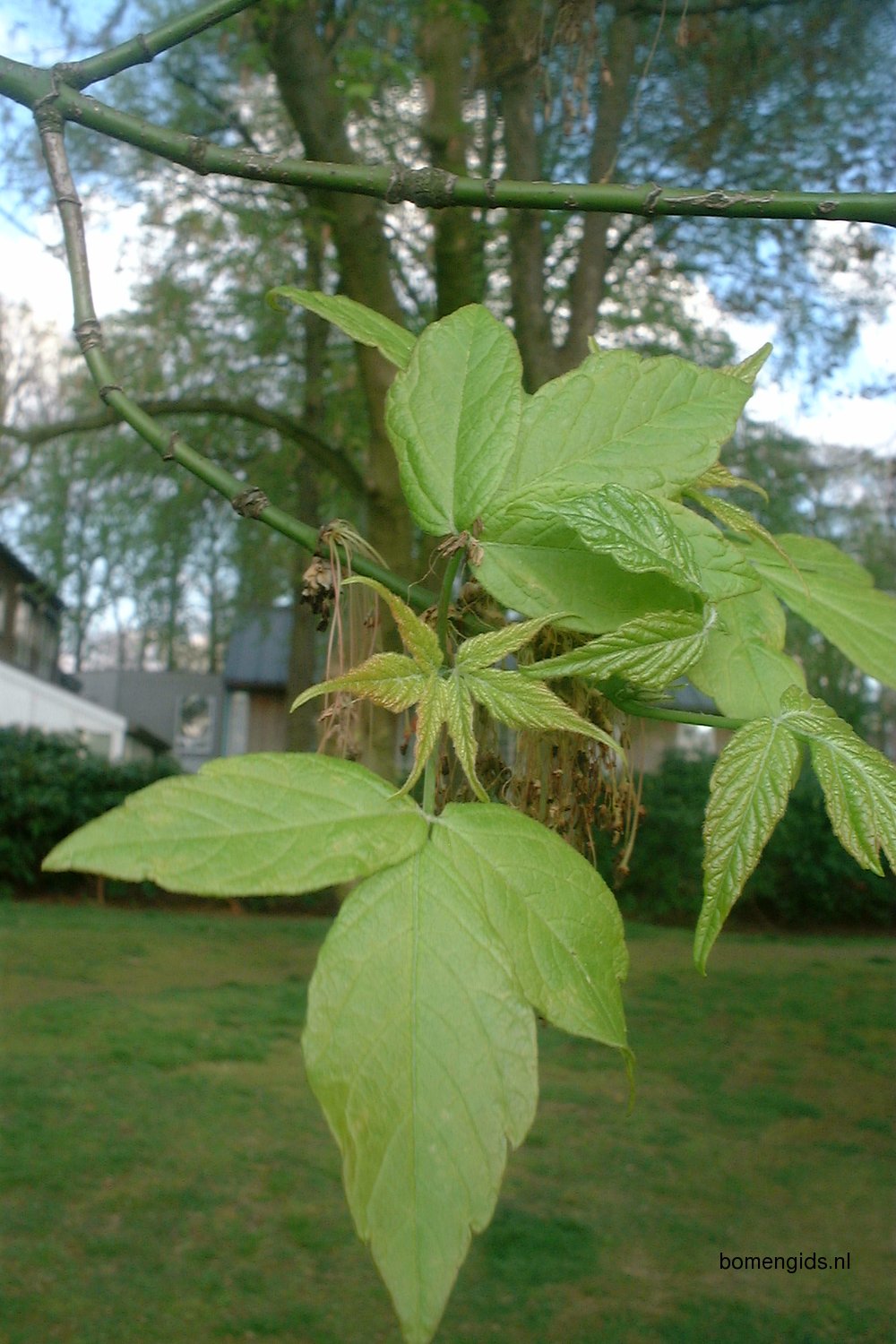 Herken de boomsoort NL: Veder esdoorn; Latin: Acer negundo; UK ...