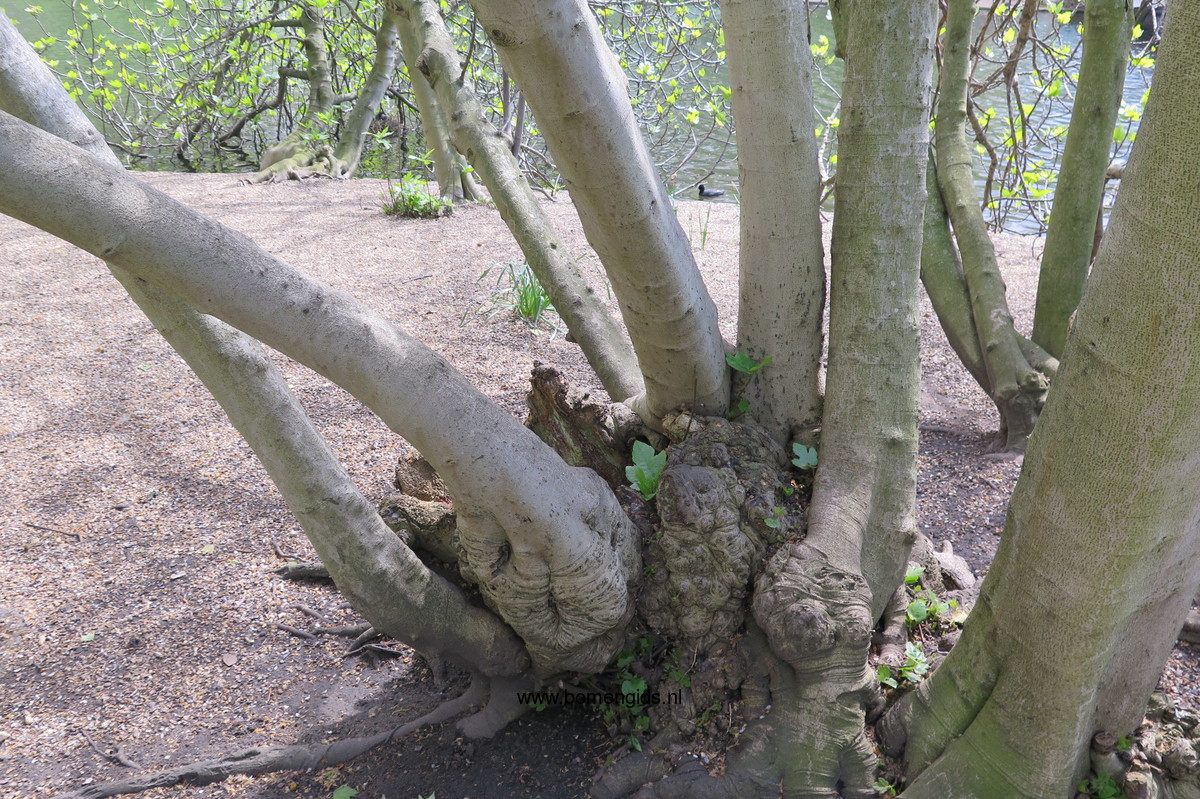 Herken de boomsoort NL: Vijg; Latin: Ficus carica; UK: Common fig; GE ...